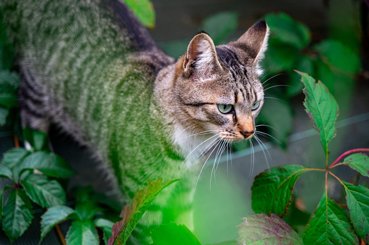 Understanding Parasite Prevention for Canadian Cats: Essential Insights ...