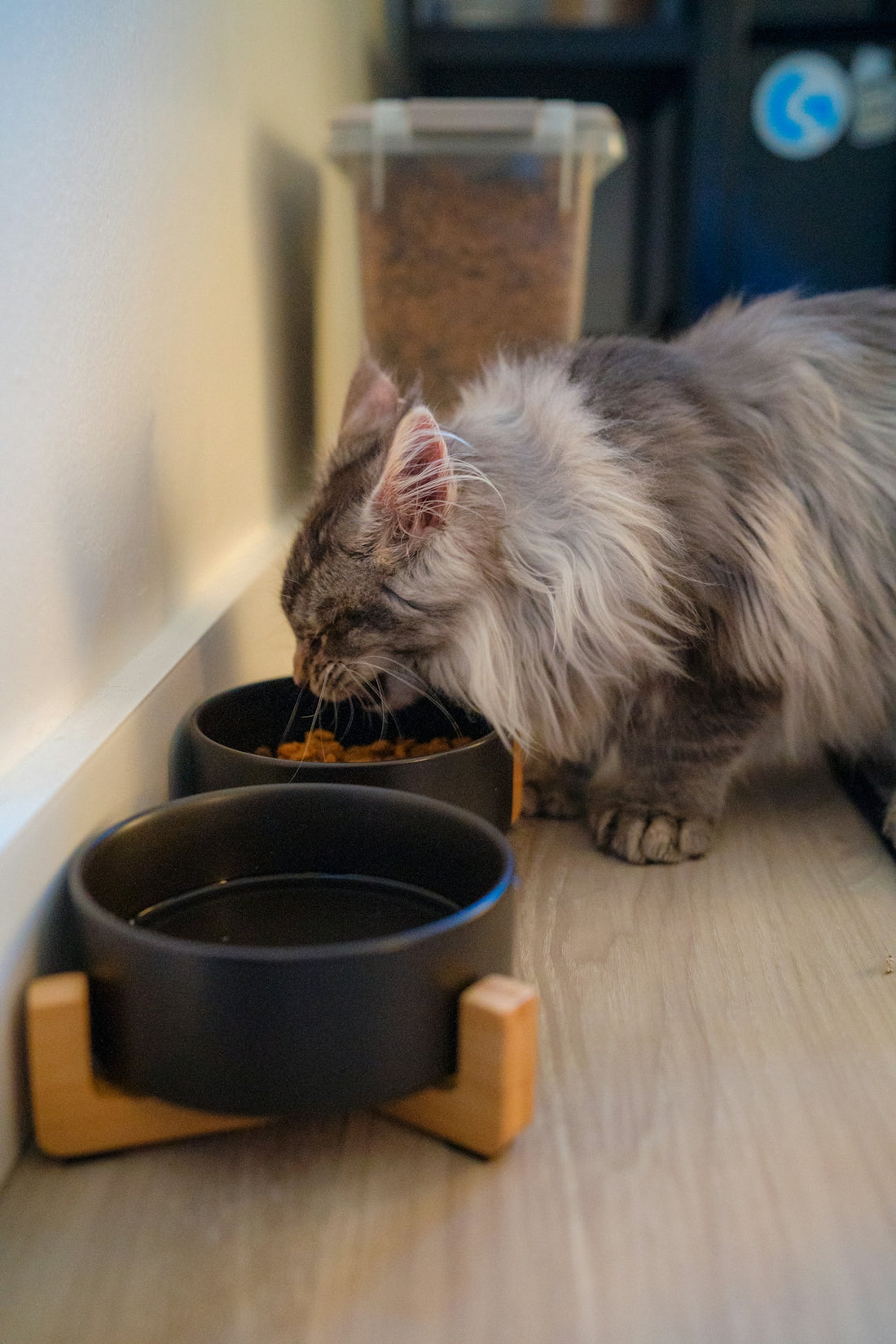 Understanding the Benefits of Probiotics for Canadian Feline Health ...